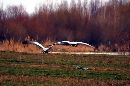 Türkülere konu olan telli turn...