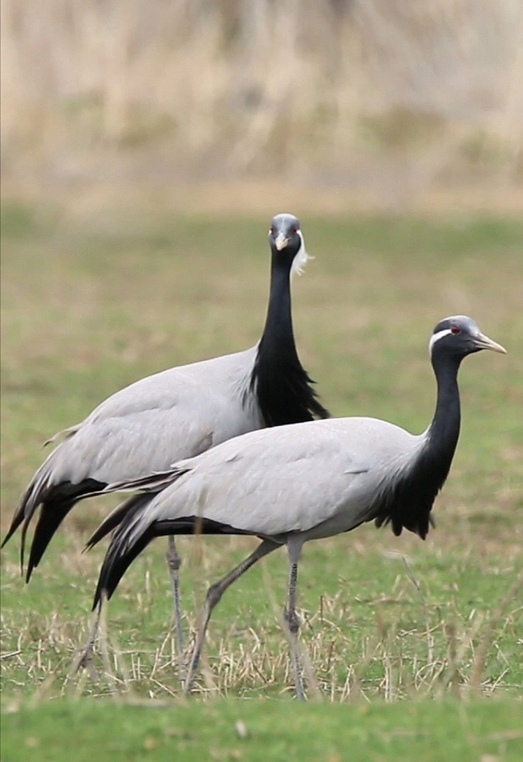 Türkülere konu olan telli turn...